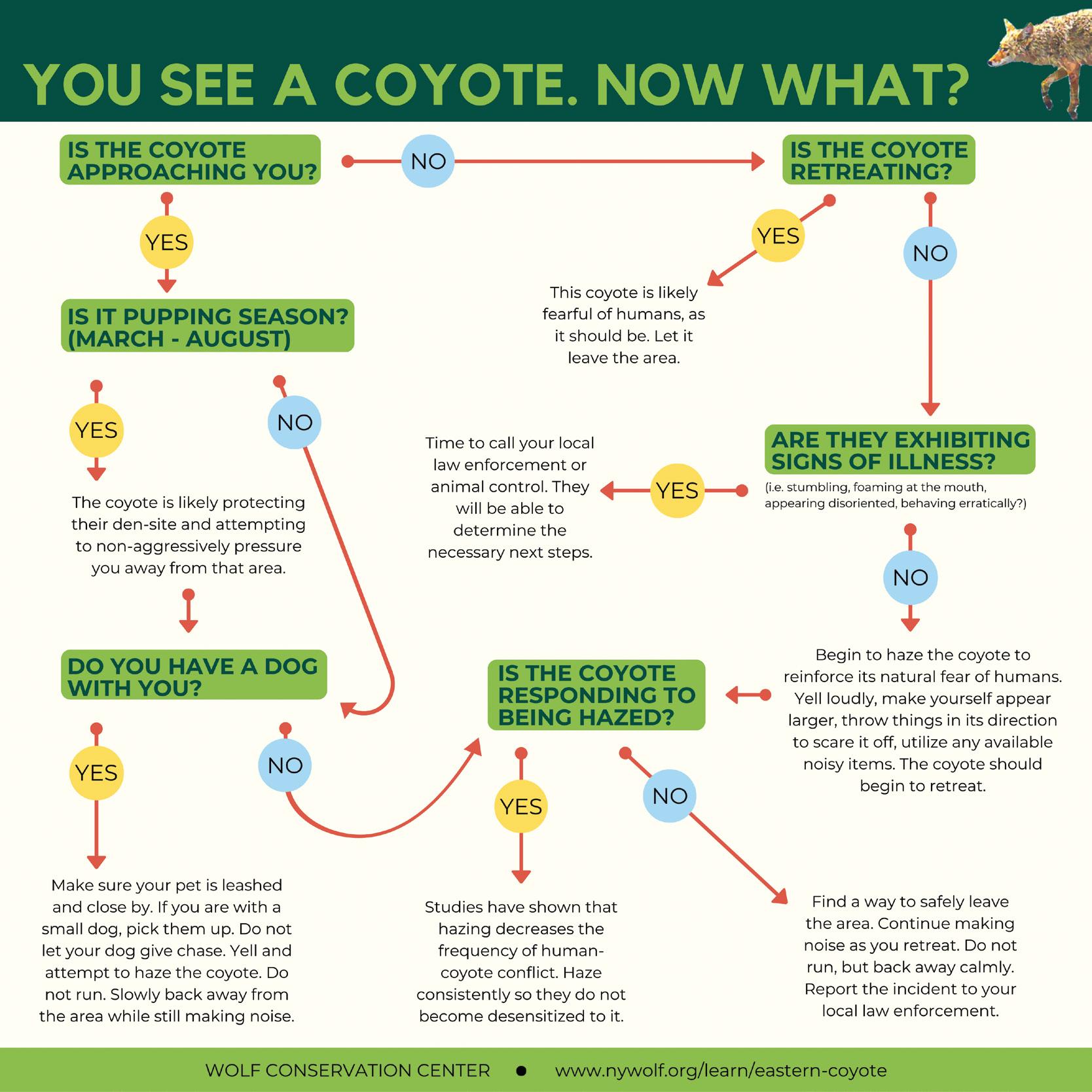 Coexisting with Coyotes - Connecticut Forest and Park Association