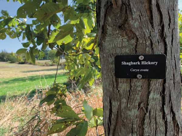 A New Arboretum Takes Root - Connecticut Forest and Park Association